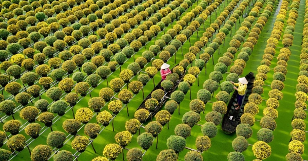 Sa Dec - Flower Village - Heart of the Mekong Delta - Natural beauty ...