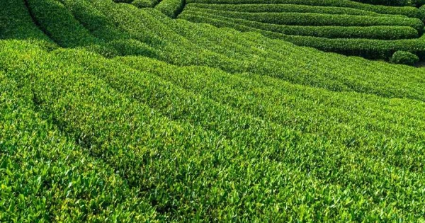 Visiting Tan Cuong Tea Hills - Dive in the endless green