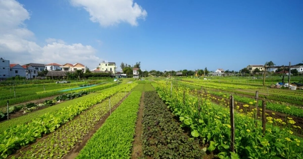A Hands-On Farming Experience in Tra Que Vegetable Village