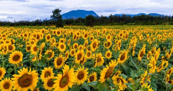 Sunflower Field travel guides - travel tips